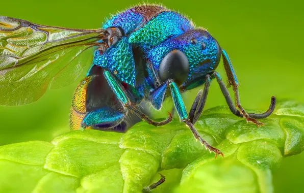 Wallpaper macro, OSA, insect for mobile and desktop, section макро ...