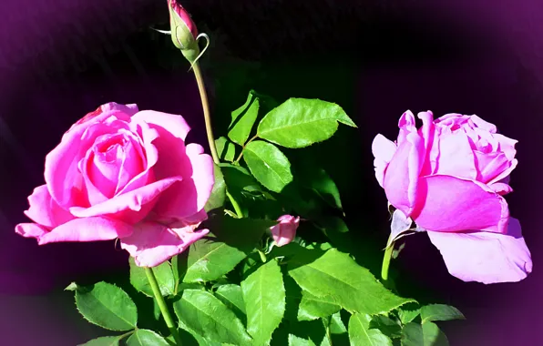 Wallpaper night, roses, backlight for mobile and desktop, section цветы ...