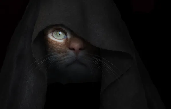 Wallpaper cat, eyes, hood for mobile and desktop, section кошки ...