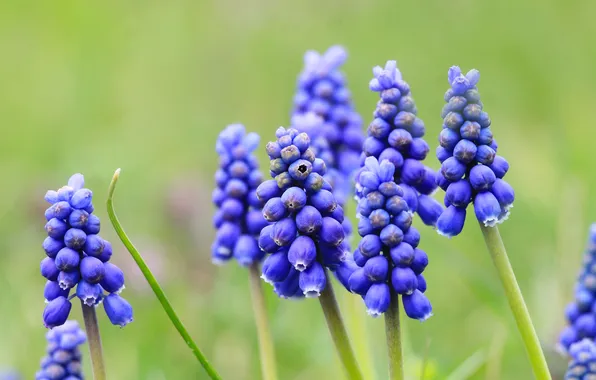 Wallpaper flowers, spring, sapphire for mobile and desktop, section ...