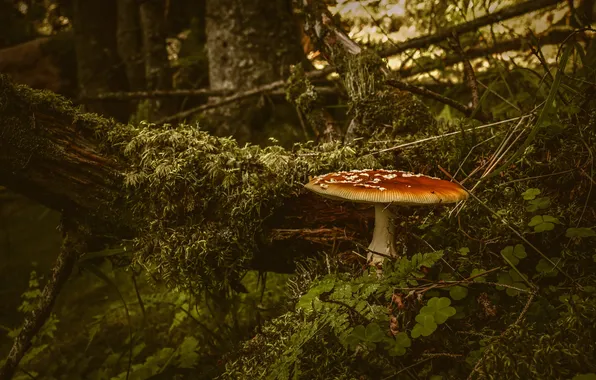 Wallpaper greens, forest, branches, nature, thickets, mushroom, moss ...