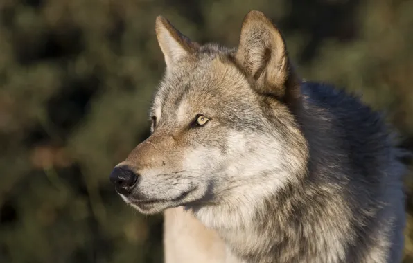 Wallpaper look, grey, wolf, predator for mobile and desktop, section ...