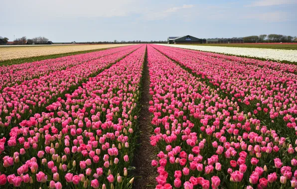 Wallpaper field, the sky, flowers, spring, dal, tulips, house, pink for ...