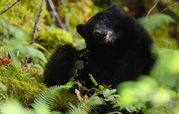 Download wallpaper nature, pose, black, bear, section animals in ...
