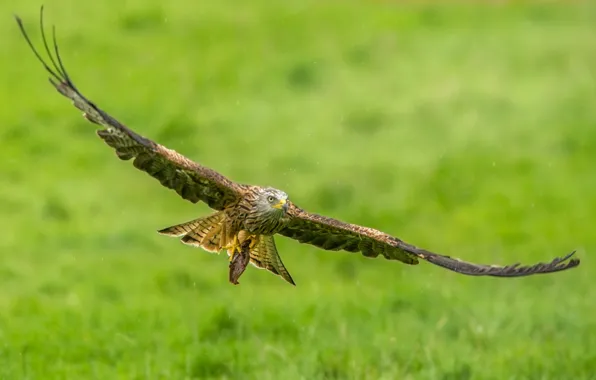 Download wallpaper flight, bird, wings, predator, red kite, section ...