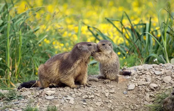 Wallpaper family, marmot, rodent for mobile and desktop, section ...