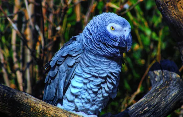 Download wallpaper blue, bird, parrot, Jaco, section animals in ...