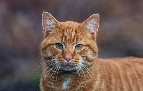 Wallpaper cat, cat, look, face, background, portrait, red, striped for ...