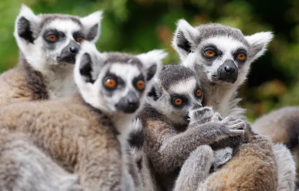Wallpaper animal, stay, family, Limur for mobile and desktop, section ...