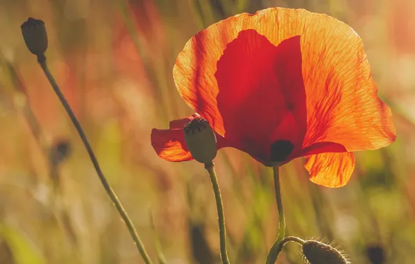 Wallpaper flower, macro, light, flowers, stems, Mac, Maki, petals for ...