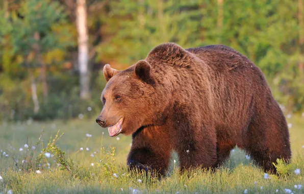 Wallpaper forest, language, summer, face, light, flowers, nature, pose ...