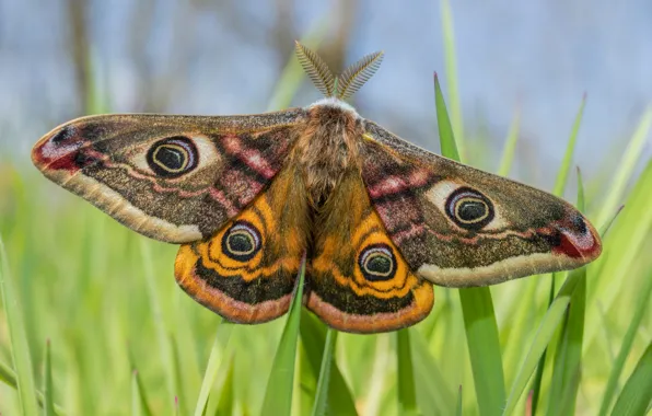 Wallpaper grass, nature, butterfly, meadow for mobile and desktop ...