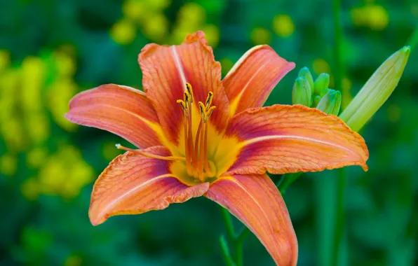 Wallpaper Greens Summer Morning Daylilies For Mobile And Desktop