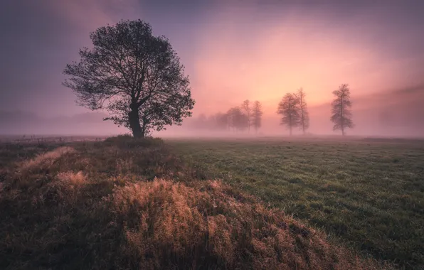 Wallpaper field, trees, fog for mobile and desktop, section пейзажи ...