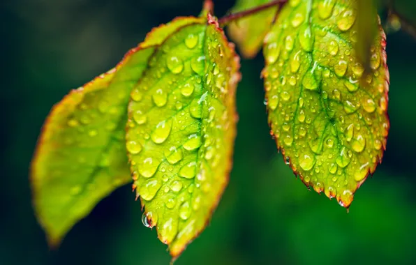 Wallpapers for theme dew drops