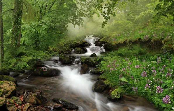 Wallpaper summer, nature, river for mobile and desktop, section природа ...