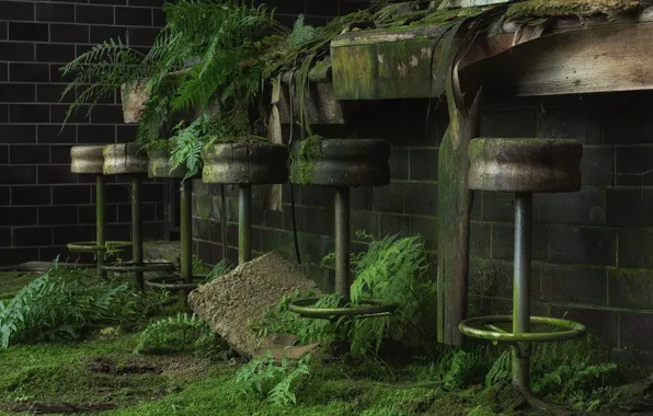 Download wallpaper fern, bar, shabby chic, section interior in ...