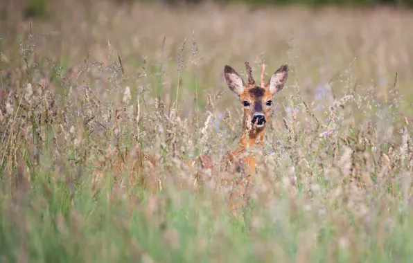 Wallpaper deer, meadow, wildlife images for desktop, section животные ...
