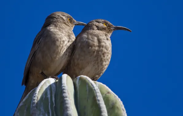Wallpaper bird, beak, pair, spotted krivohlavy Mockingbird for mobile ...