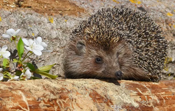 Wallpaper nature, spring, hedgehog for mobile and desktop, section ...
