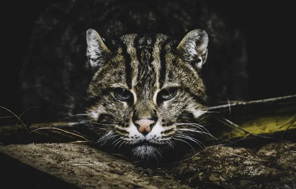 Wallpaper look, portrait, Fisher cat for mobile and desktop, section ...
