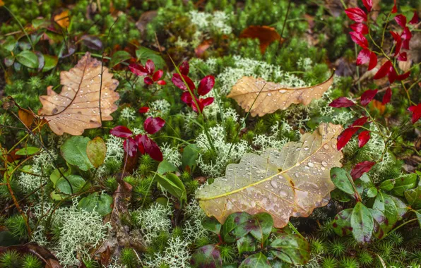 Wallpaper leaves, drops, macro, moss for mobile and desktop, section ...