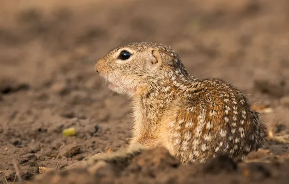 Wallpaper look, face, gopher for mobile and desktop, section животные ...