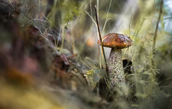 Wallpaper forest, grass, thickets, glade, mushroom, bokeh, boletus for ...
