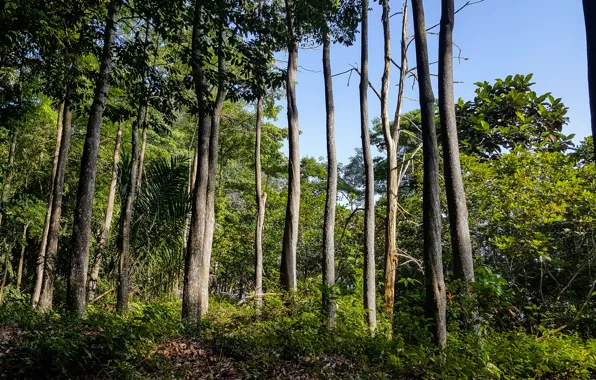 Wallpaper green, relax, light, happy, black, trees, nature, evening for ...