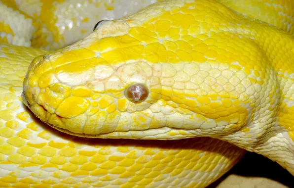 Wallpaper yellow, snake, Python for mobile and desktop, section ...