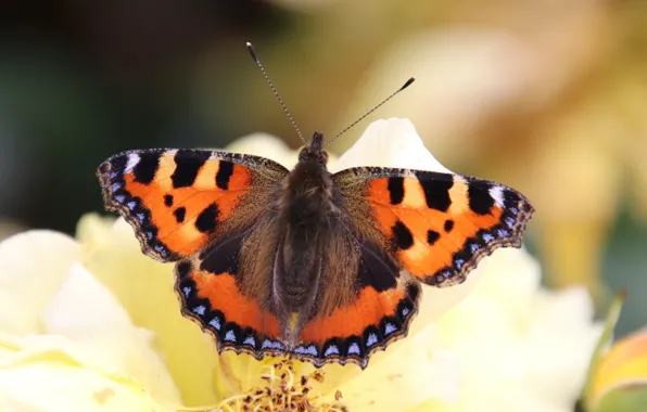 Wallpaper flowers, butterfly, roses for mobile and desktop, section ...