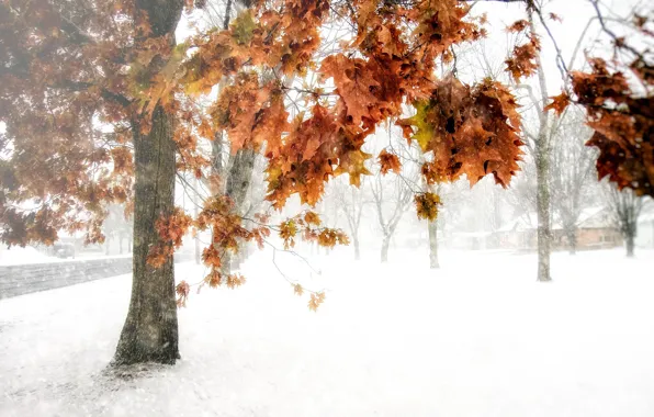 Wallpaper snow, tree, street images for desktop, section природа - download