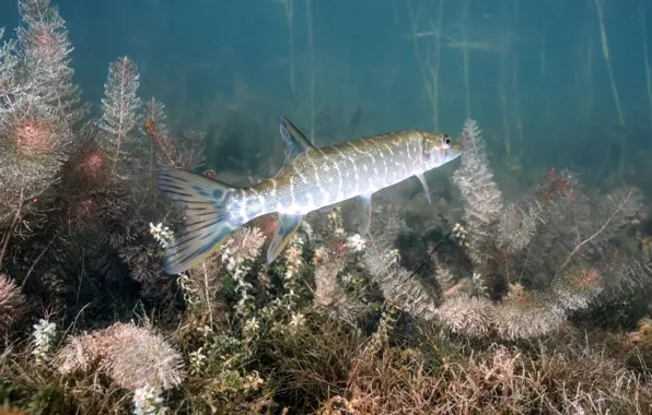 Wallpaper river, fish, pike for mobile and desktop, section животные ...