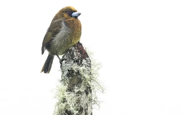 Wallpaper nature, bird, tukani brotastic for mobile and desktop ...