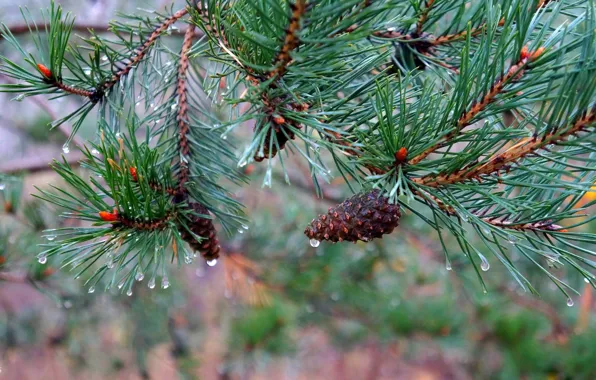 Wallpaper green, pine, twig, cone images for desktop, section природа ...