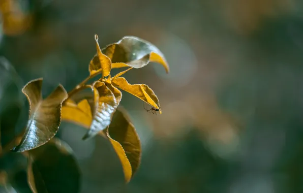 Wallpaper leaves, light, nature, spider, bokeh for mobile and desktop, section макро, resolution ...
