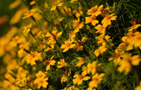 Wallpaper summer, flowers, nature, background for mobile and desktop ...