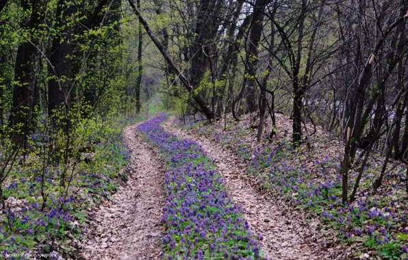 Wallpaper forest, Ukraine, Road of Flowers for mobile and desktop ...