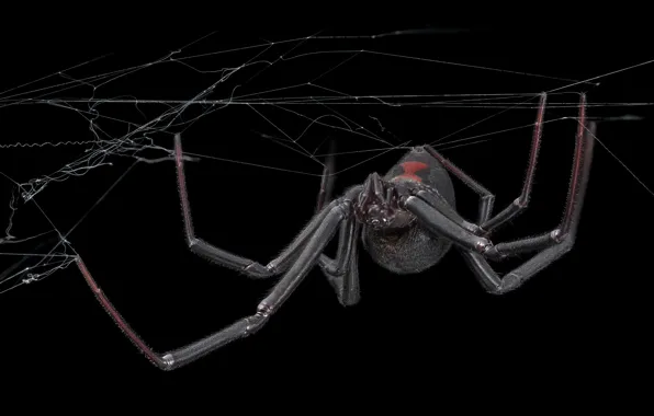 Wallpaper background, web, spider images for desktop, section животные ...