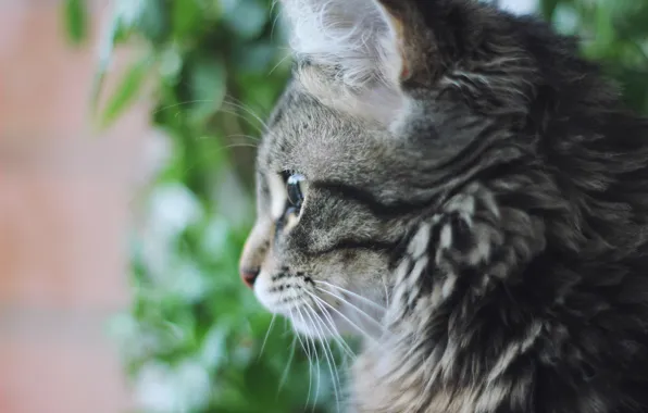 Wallpaper cat, cat, mercy for mobile and desktop, section кошки ...