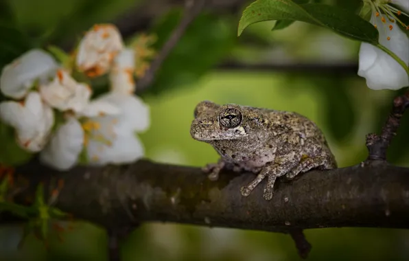 Wallpaper leaves, trees, flowers, branches, frog, blur, spring, flowering for mobile and desktop ...