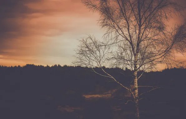 Wallpaper tree, the evening, birch images for desktop, section природа ...