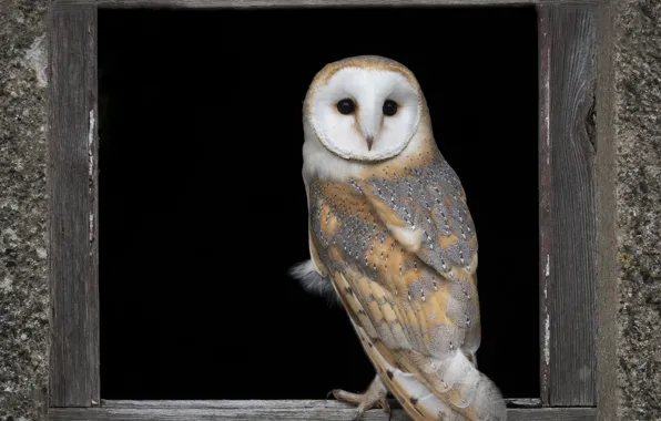 Download wallpaper wall, owl, bird, Board, window, black background ...