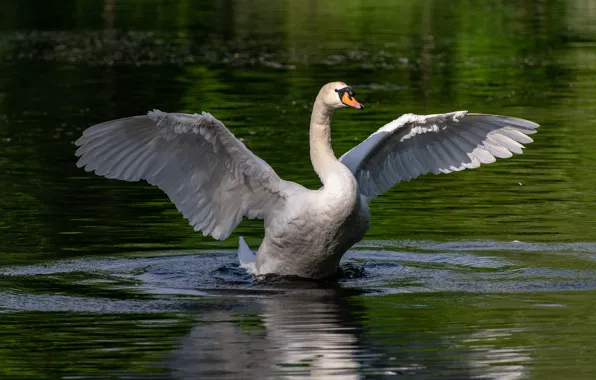 Wallpaper white, water, bird, wings, swans, pond, wingspan for mobile ...