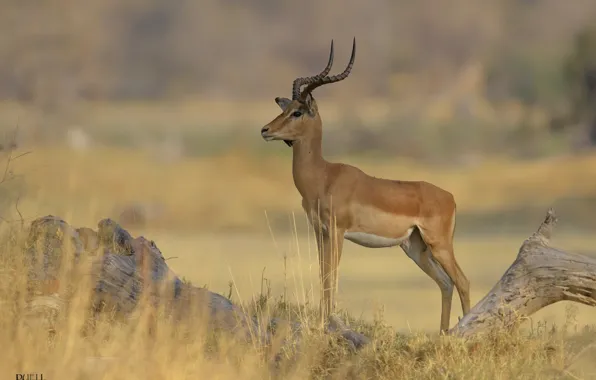 Download wallpaper nature, background, animal, antelope, DUELL ...