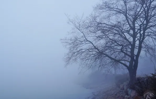 Download wallpaper forest, tree, fog, section landscapes in resolution ...