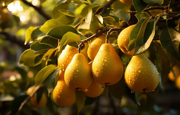 Wallpaper foliage, beauty, fruit, pear, on the branch, digital art ...