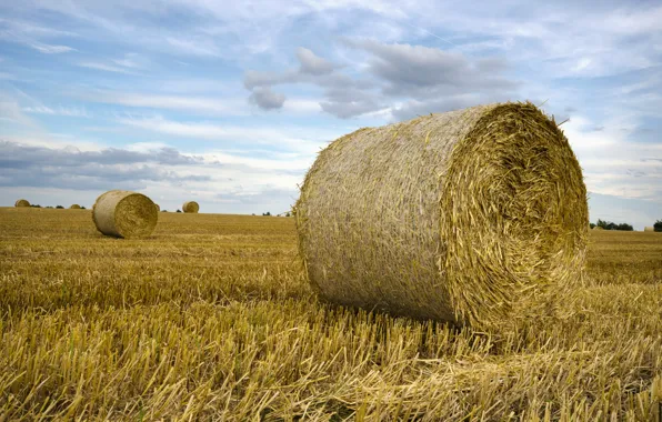 Download wallpaper field, summer, hay, section nature in resolution ...