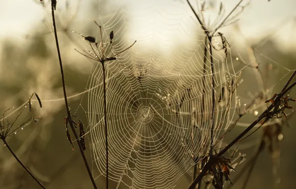 Wallpaper Macro, Web, Bokeh, Bokeh, Macro for mobile and desktop, section макро, resolution ...