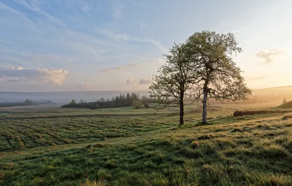 Wallpaper field, trees, morning for mobile and desktop, section пейзажи ...